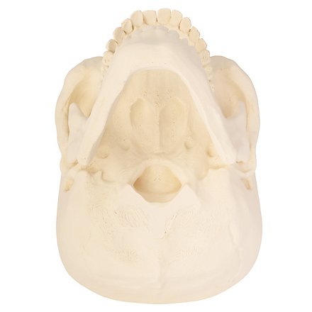 3D Print - Human Skull for Painting - andracor.com