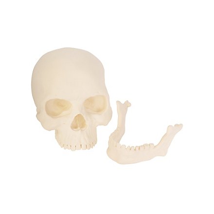 3D Print - Human Skull for Painting - andracor.com