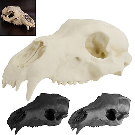 3D-printed Bear skull for self-painting (27cm) - andracor.com