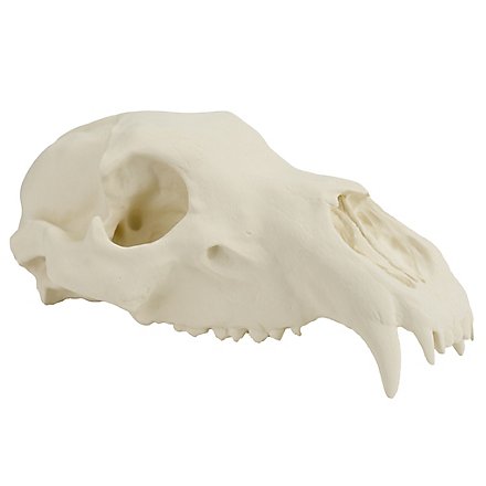 3D-printed Bear skull for self-painting (27cm) - andracor.com