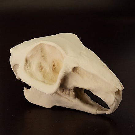 3D-printed rabbit skull for self-painting (10cm) - andracor.com