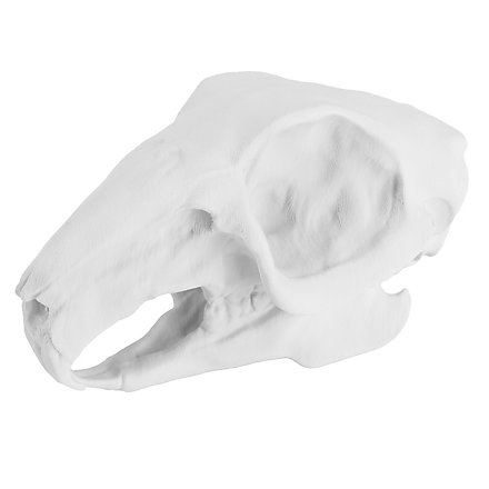 3D-printed rabbit skull for self-painting (10cm) - andracor.com
