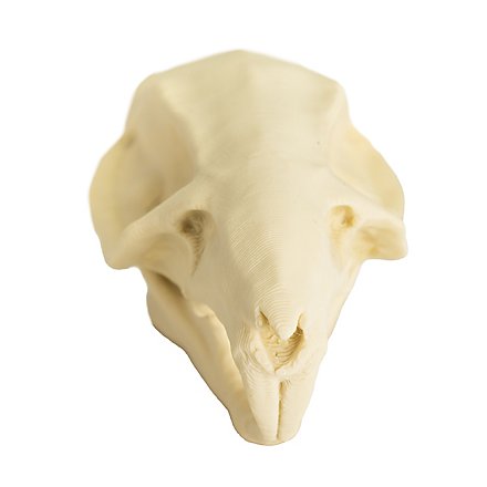 3D-printed rat skull for self-painting (7cm) - andracor.com