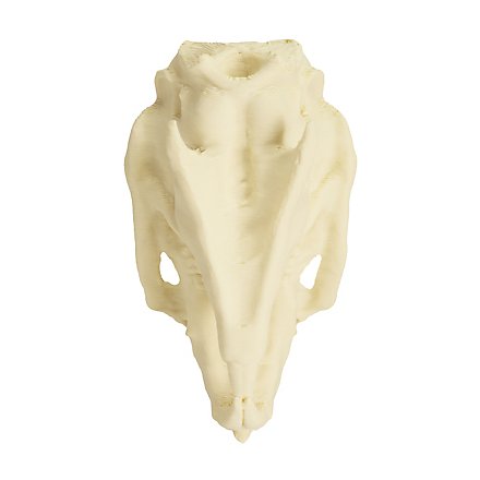 3D-printed rat skull for self-painting (7cm) - andracor.com