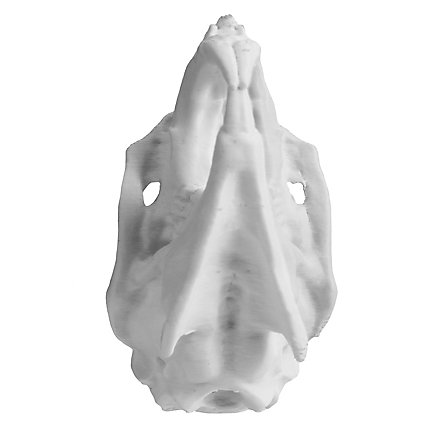 3D-printed rat skull for self-painting (7cm) - andracor.com