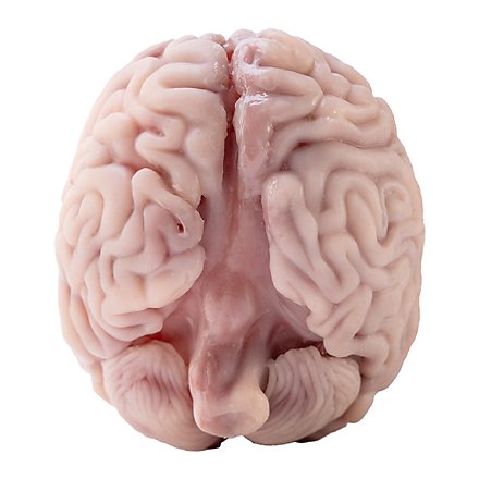 Small brain made of silicone (12 cm) - andracor.com