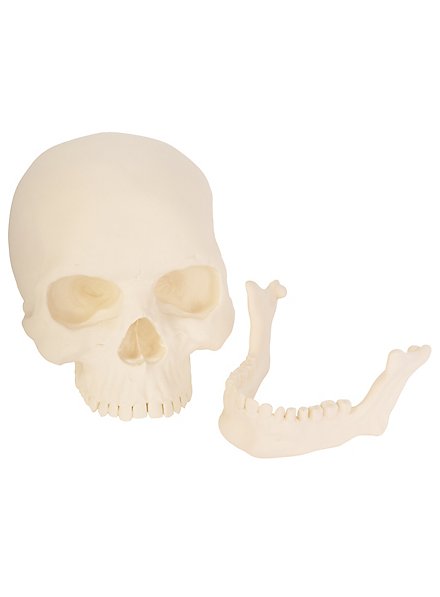 3D Print - Human Skull for Painting - andracor.com