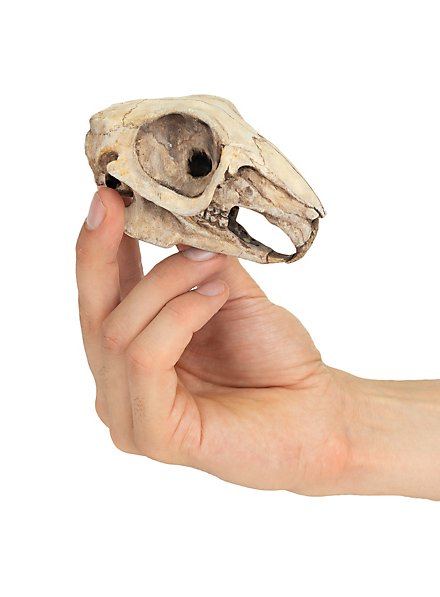 3D-printed rabbit skull for self-painting (10cm) - andracor.com