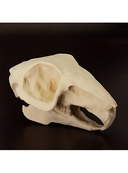 3D-printed rabbit skull for self-painting (10cm) - andracor.com