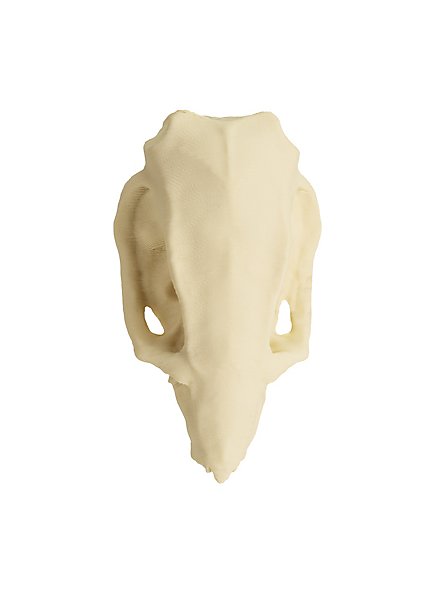 3D-printed rat skull for self-painting (7cm) - andracor.com