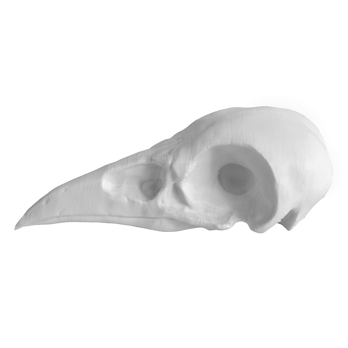 3D-printed raven skull for self-painting (10cm) - andracor.com