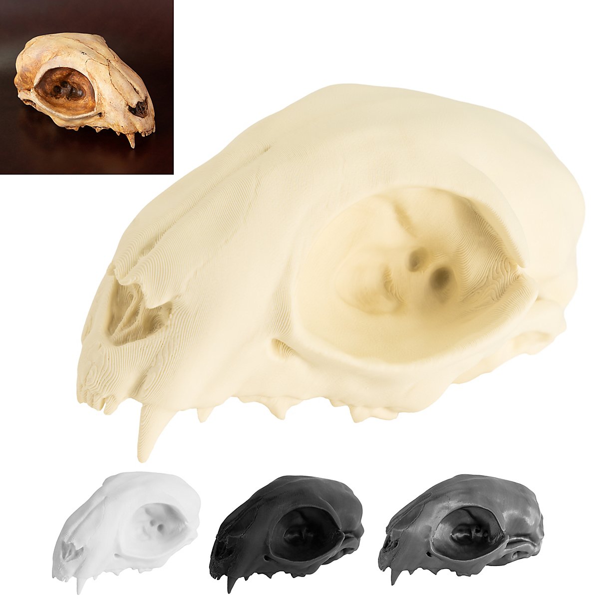 3D-printed cat skull for self-painting (12cm) - andracor.com