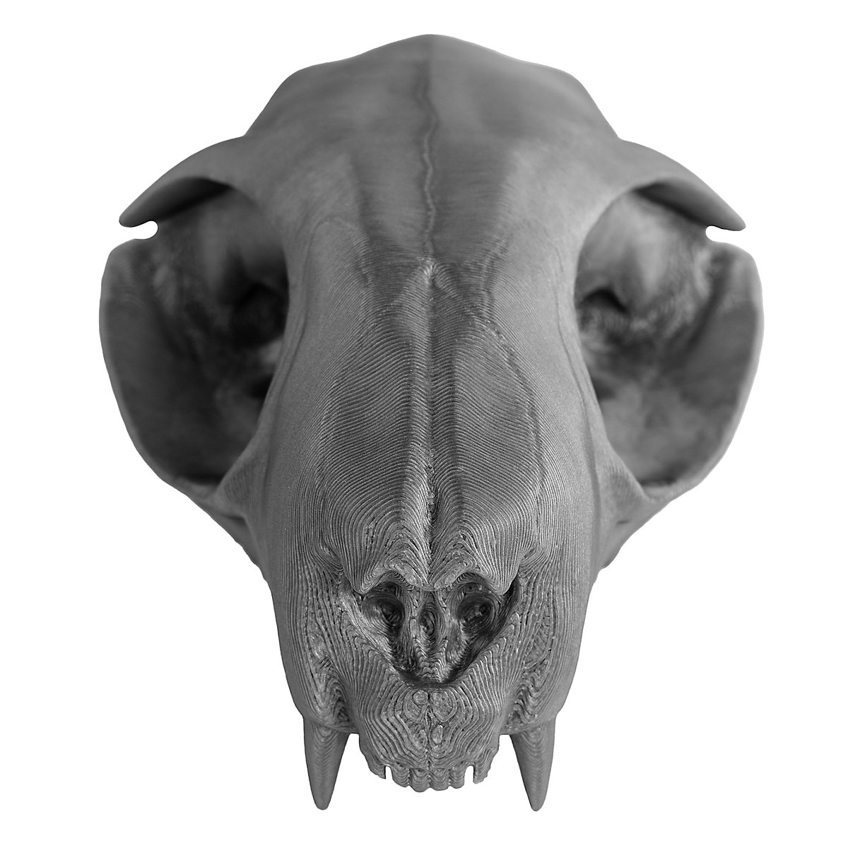 3D-printed cat skull for self-painting (12cm) - andracor.com