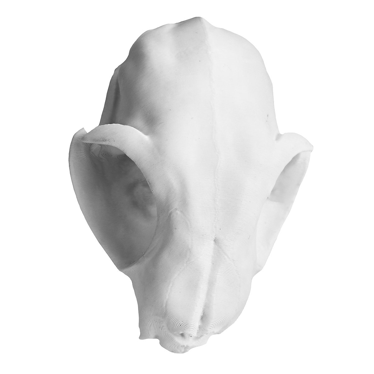 3D-printed cat skull for self-painting (12cm) - andracor.com
