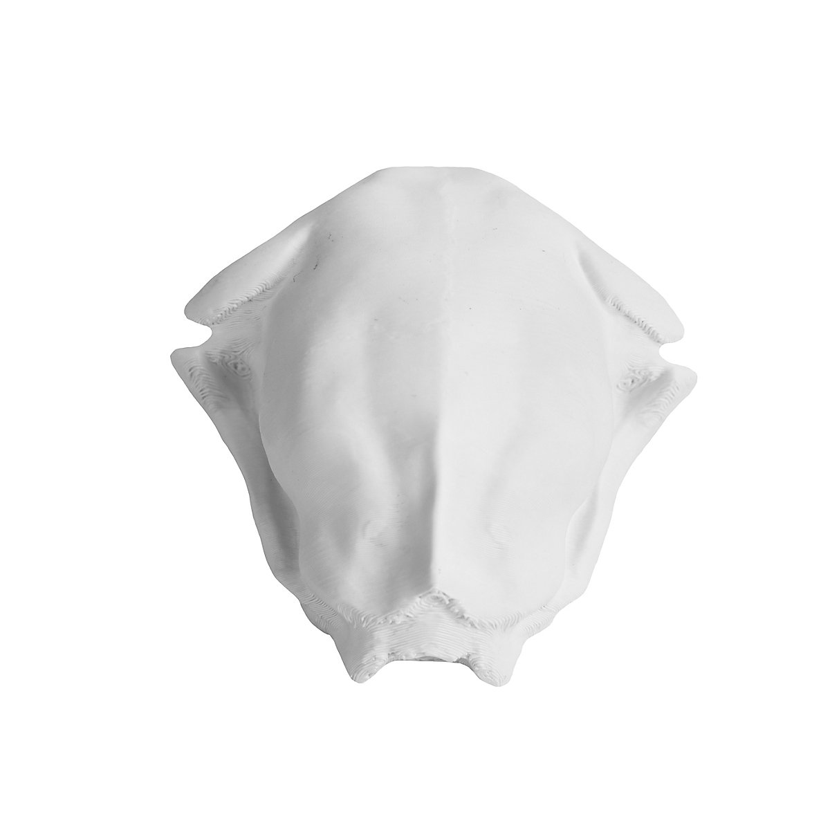 3D-printed cat skull for self-painting (12cm) - andracor.com