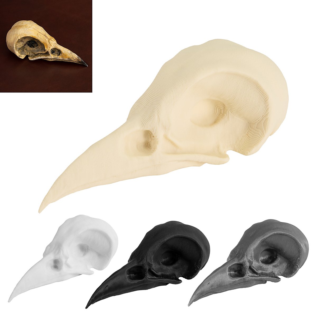 3D-printed crow skull for self-painting (7cm) - andracor.com