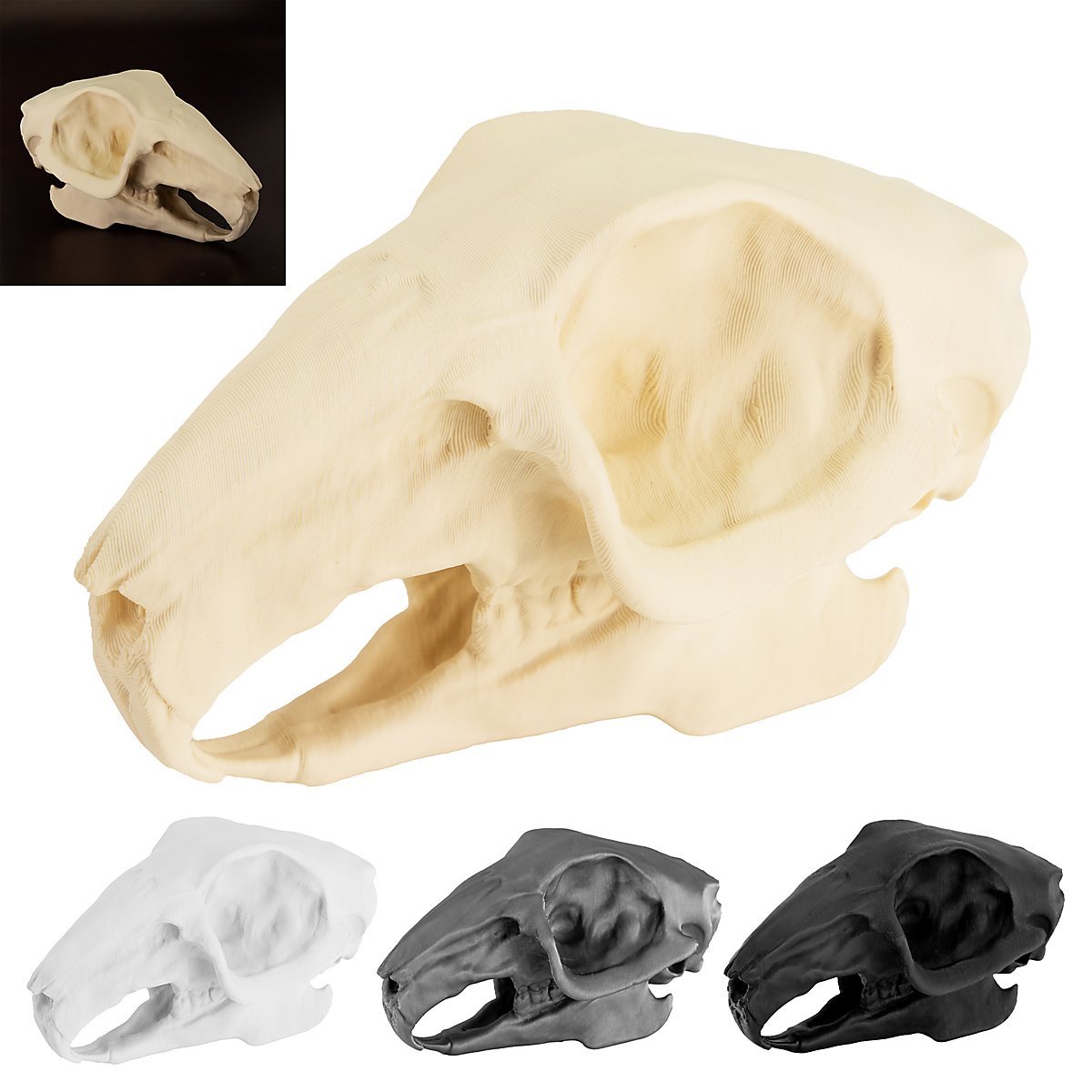 3D-printed rabbit skull for self-painting (10cm) - andracor.com