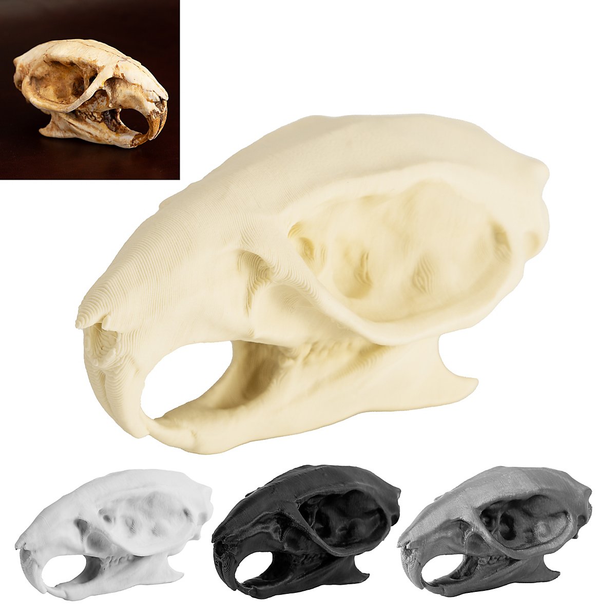3D-printed rat skull for self-painting (7cm) - andracor.com