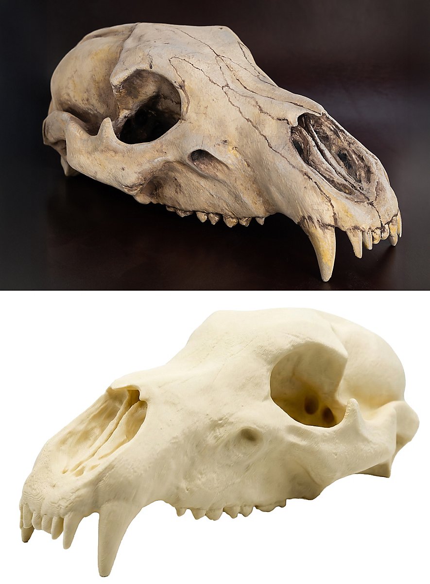 3D-printed Bear skull for self-painting (27cm) - andracor.com