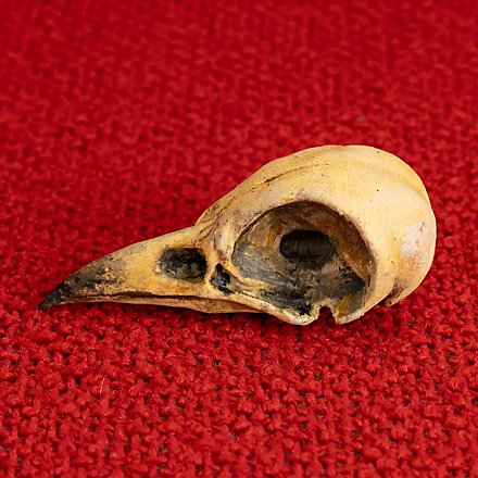 3D-printed crow skull for self-painting (7cm) - blasterparts.com