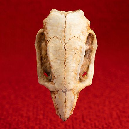 3D-printed rat skull for self-painting (7cm) - blasterparts.com