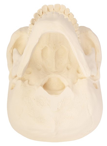 3D Print - Human Skull for Painting - maskworld.com