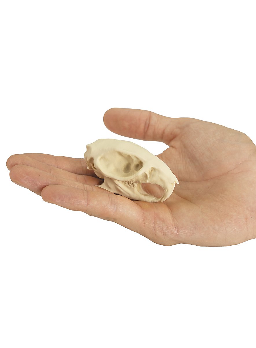 3D-printed rat skull for self-painting (7cm) - maskworld.com