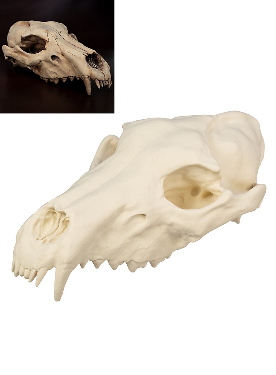 Crâne d'loup imprimé en 3D à peindre soi-même (25cm) - maskworld.com