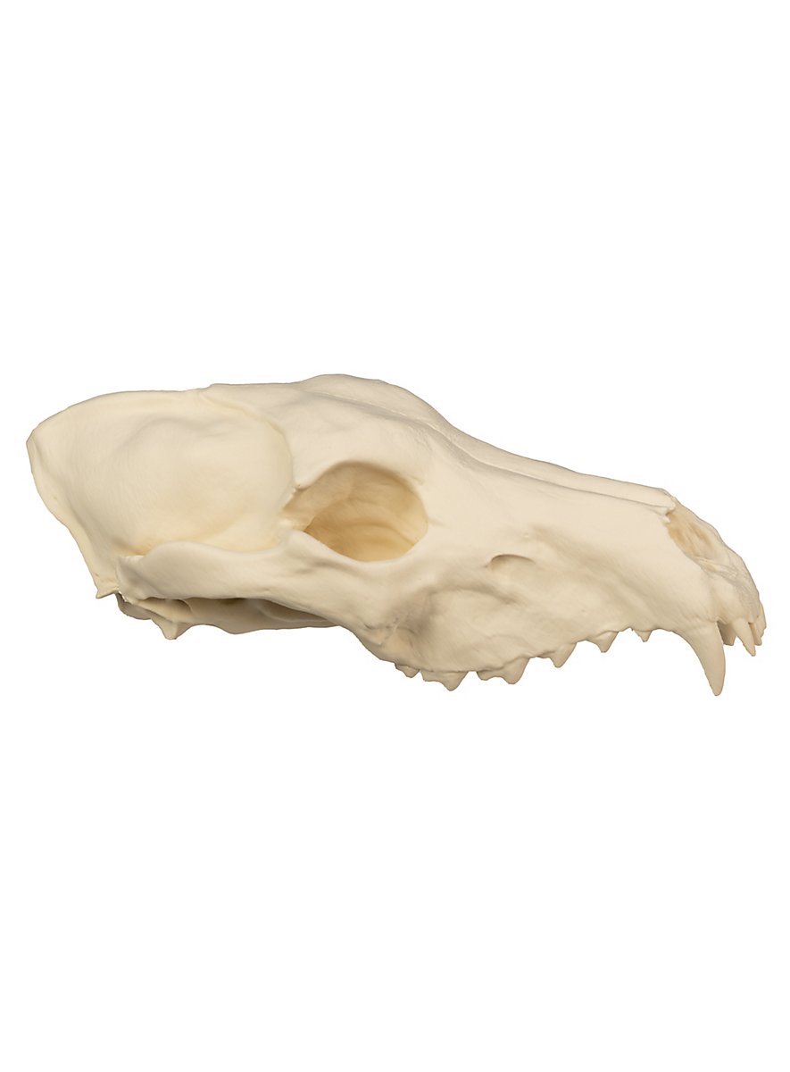 Crâne d'loup imprimé en 3D à peindre soi-même (25cm) - maskworld.com