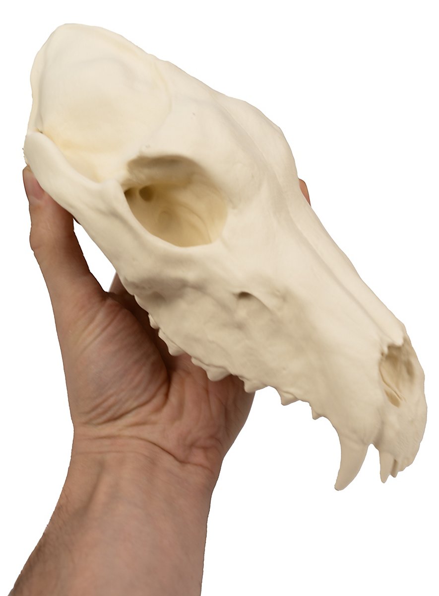 Crâne d'loup imprimé en 3D à peindre soi-même (25cm) - maskworld.com