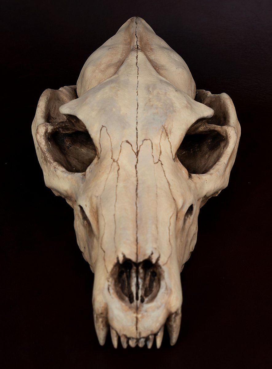 Crâne d'loup imprimé en 3D à peindre soi-même (25cm) - maskworld.com